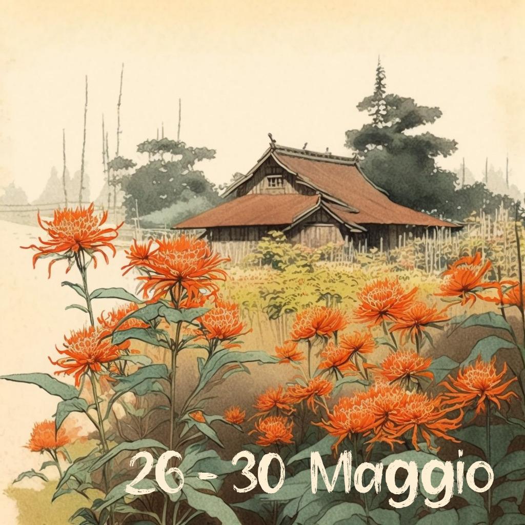 Il cartamo fiorisce - Ohayo!