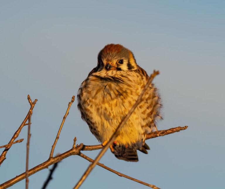 I falchetti imparano a volare - Ohayo!